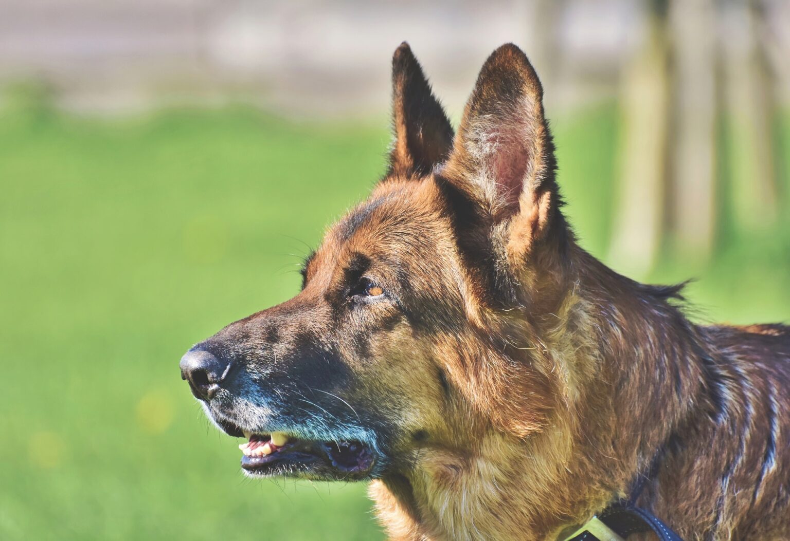 Grootste Duitse herder - Duitse Herder Tips